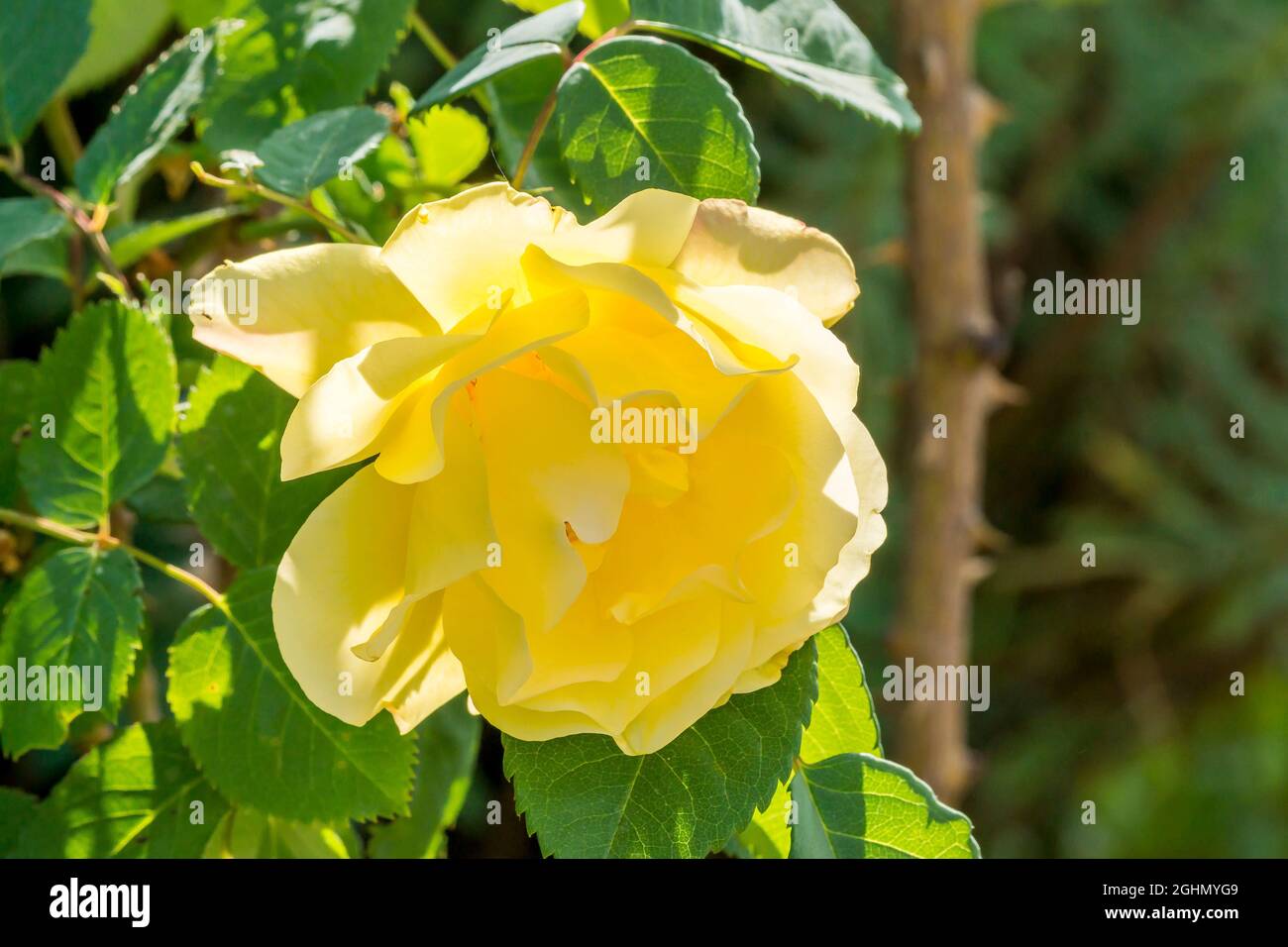 Gelber engel Banque de photographies et d’images à haute résolution - Alamy