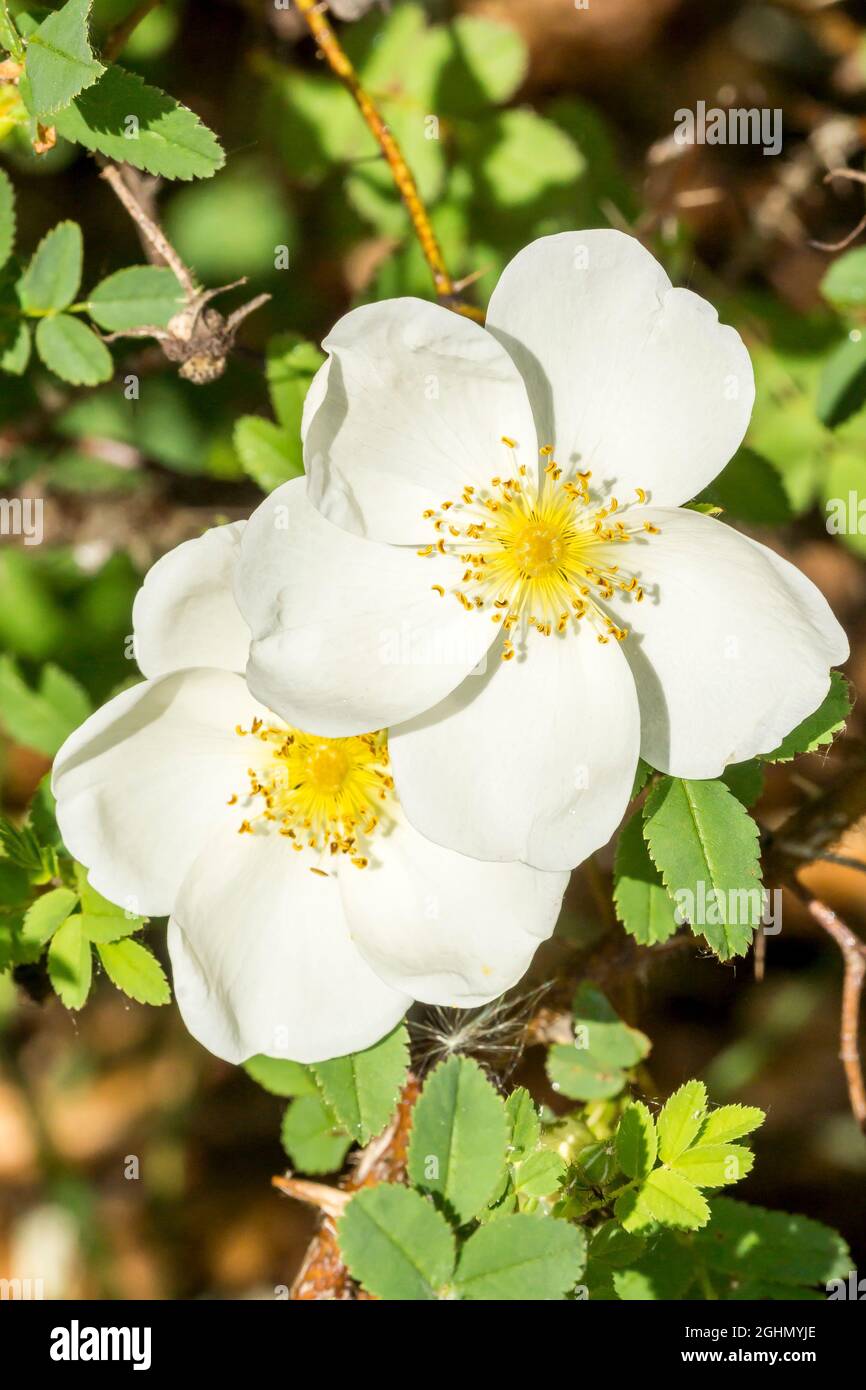 Rosa laevigata Banque de photographies et d’images à haute résolution ...