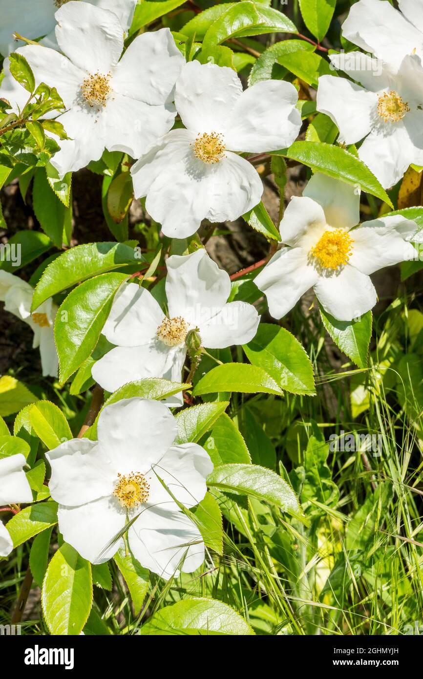 Rosa laevigata Banque de photographies et d’images à haute résolution ...