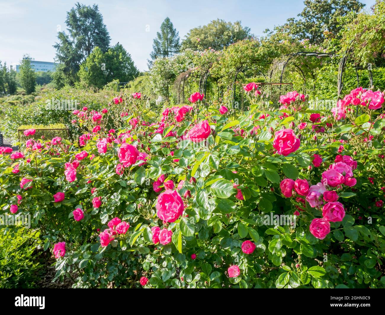 Shrub rose rosa angela Banque de photographies et d’images à haute ...