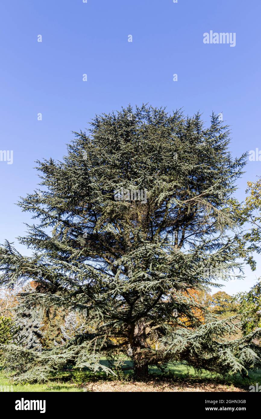 Cedrus libani glauca Banque de photographies et d’images à haute ...