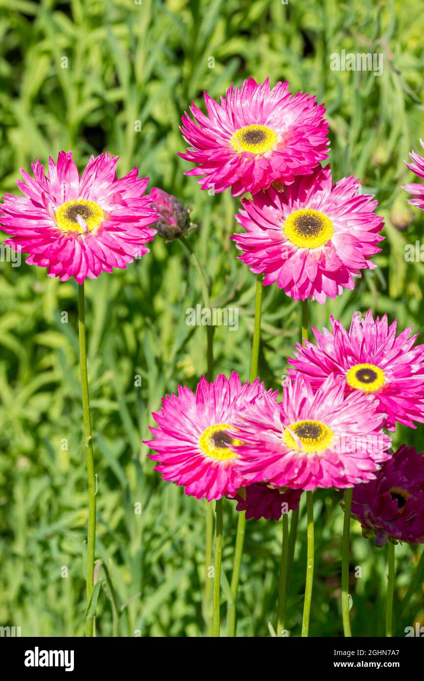 Helipterum roseum Banque de photographies et d’images à haute ...