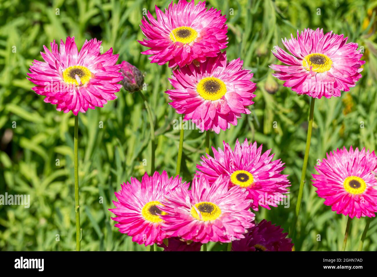 Helipterum roseum Banque de photographies et d’images à haute ...