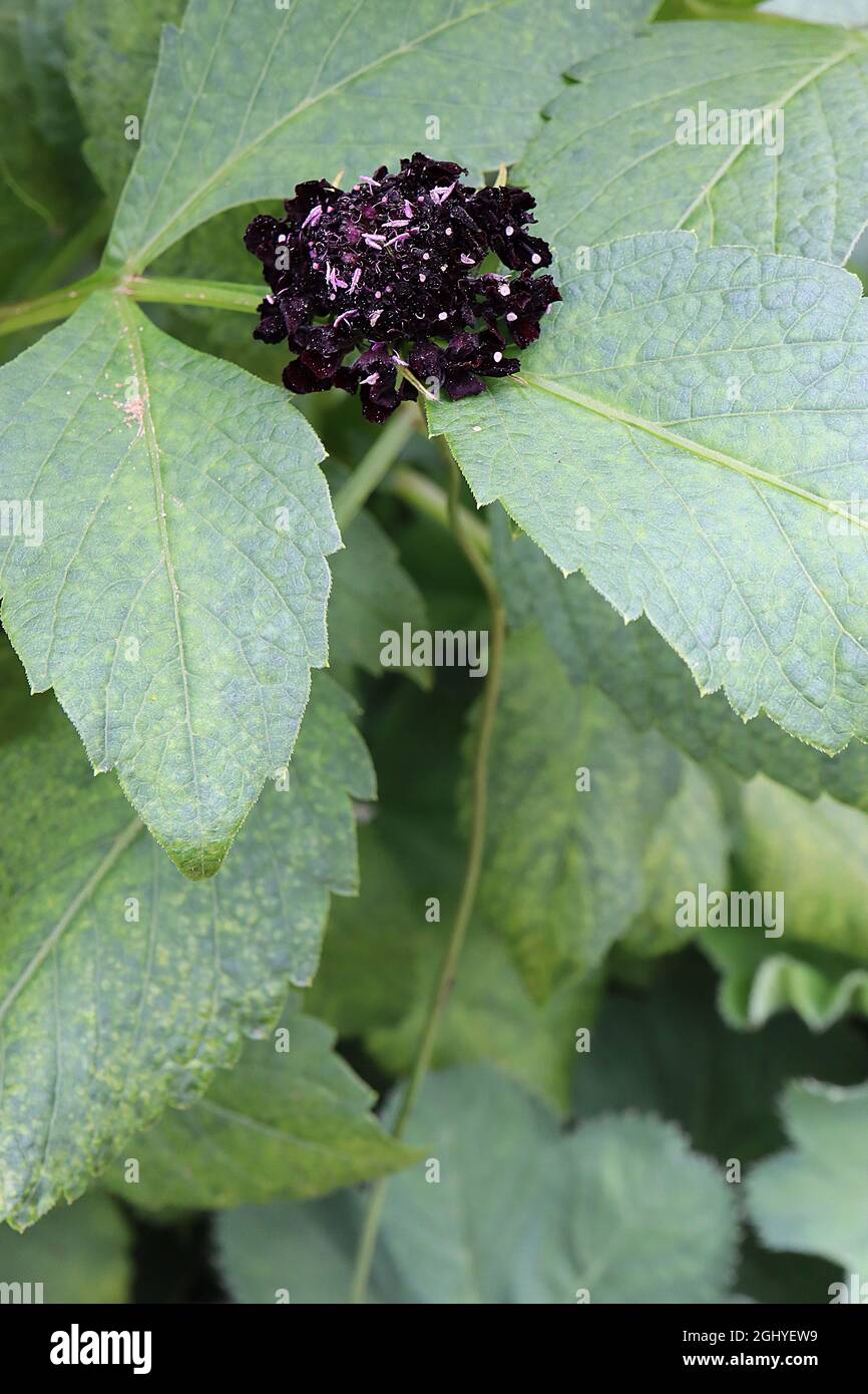 Scabiosa atropurpurea black knight Banque de photographies et d’images ...