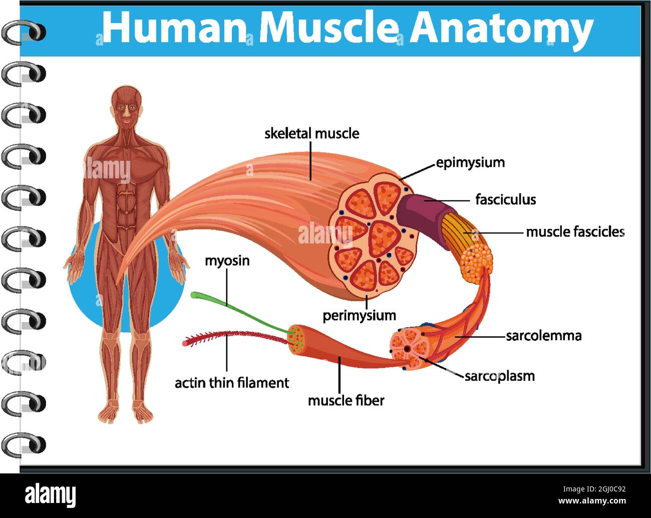Anatomie du muscle humain avec illustration de l'anatomie du corps ...
