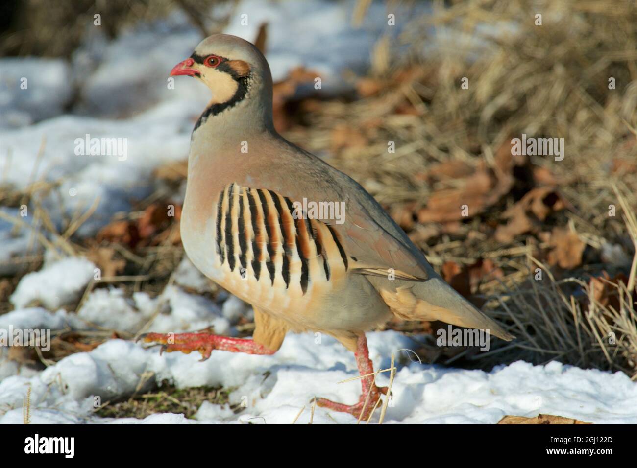 Perdrix grise Banque de photographies et d’images à haute résolution ...