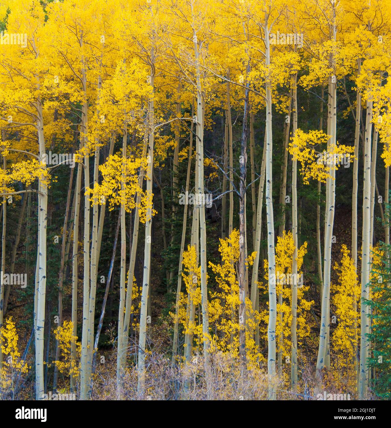 Aspen miller Banque de photographies et d’images à haute résolution - Alamy