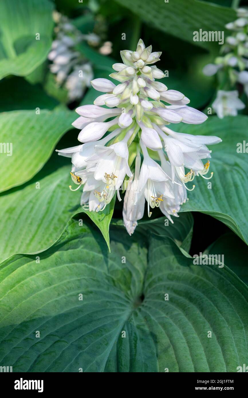 Bressingham blue Banque de photographies et d’images à haute résolution ...
