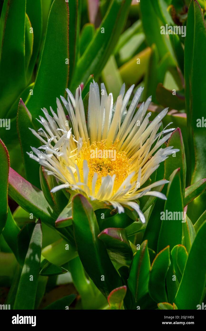 Sea fig Banque de photographies et d’images à haute résolution - Alamy
