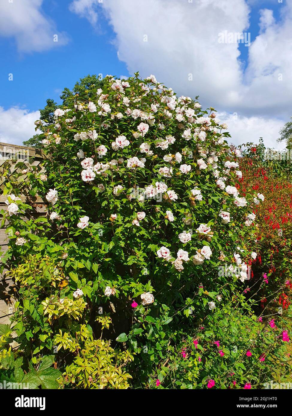 Coeur rouge hibiscus blanc Banque de photographies et d’images à haute ...