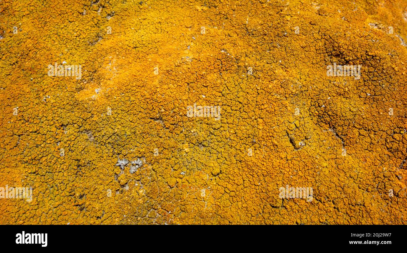 Lichen de mer orange Banque de photographies et d’images à haute ...