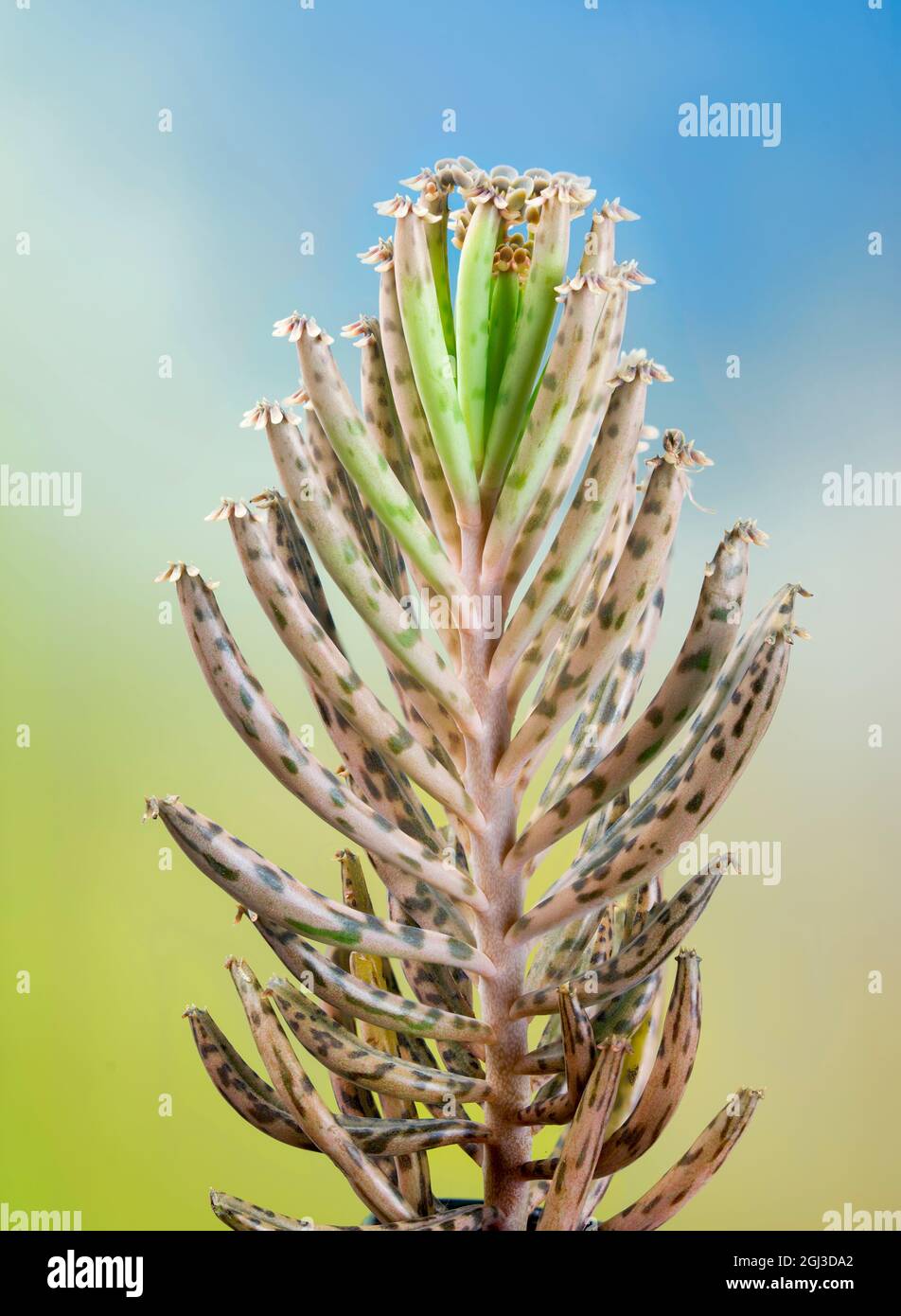 Bryophyllum delagoense, une plante succulente originaire de Madagascar ...