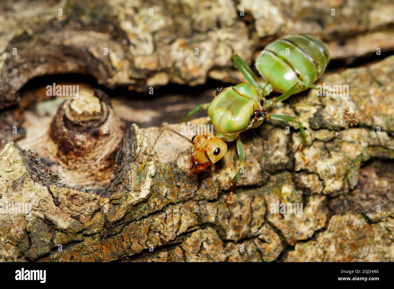 Reine des fourmis tisserandes avec ses oeufs Banque de photographies et ...