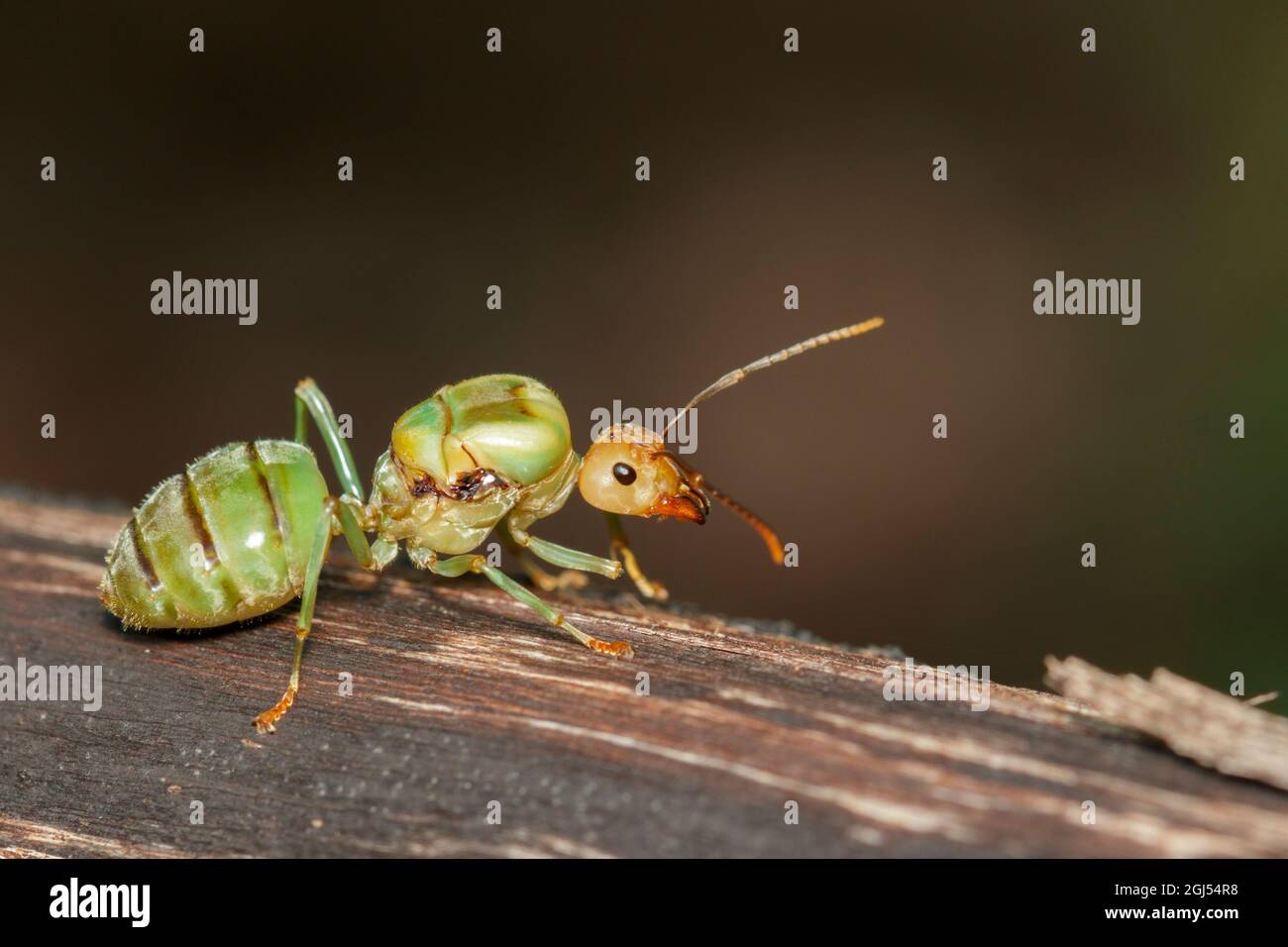 Reine des fourmis tisserandes avec ses oeufs Banque de photographies et ...