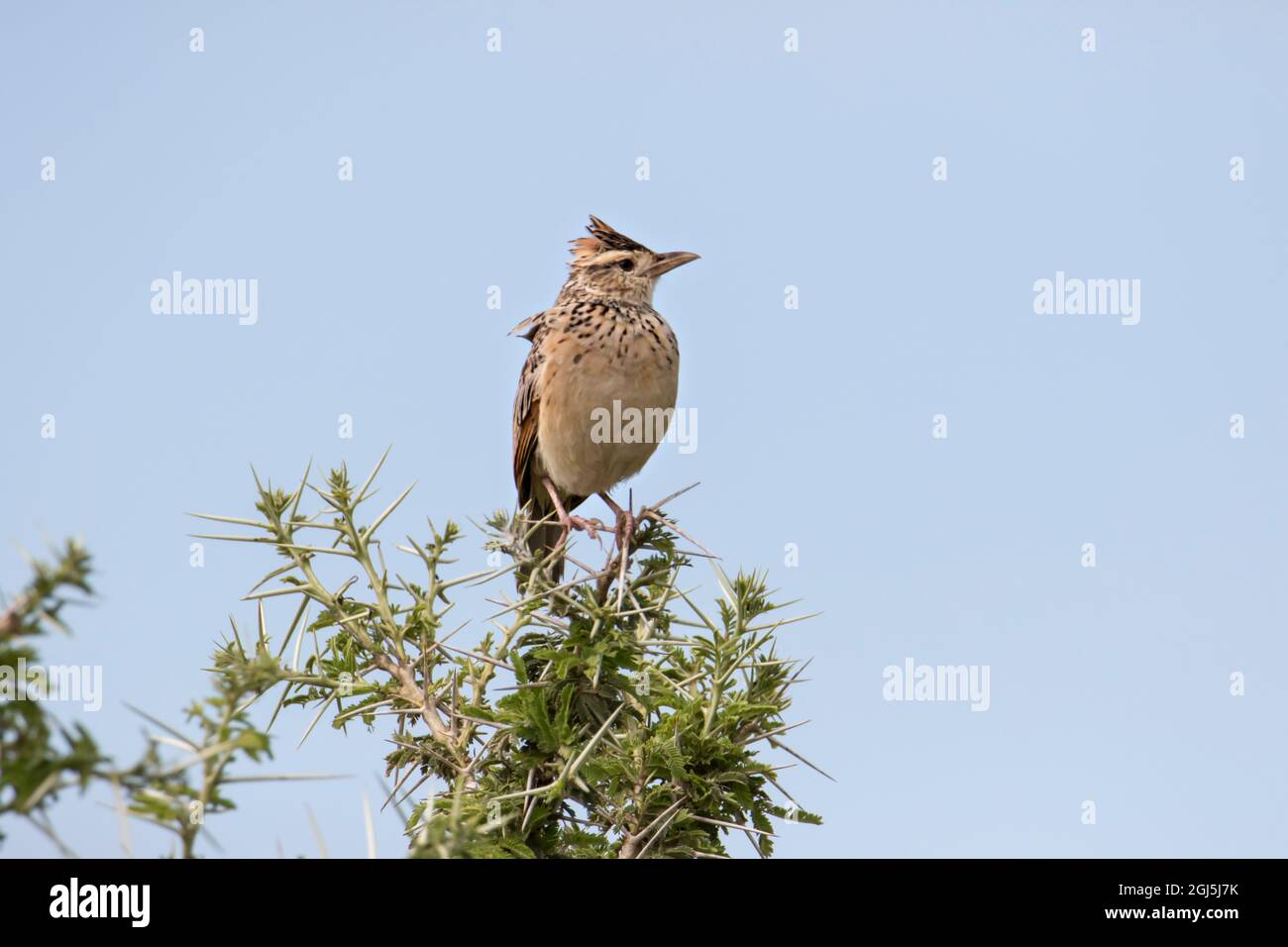 Mirafra africana Banque de photographies et d’images à haute résolution ...