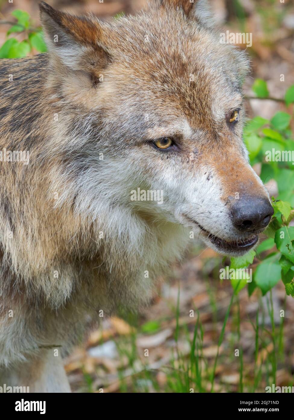 Parc national du Loup eurasien (Canis lupus) Forêt bavaroise, enclos ...