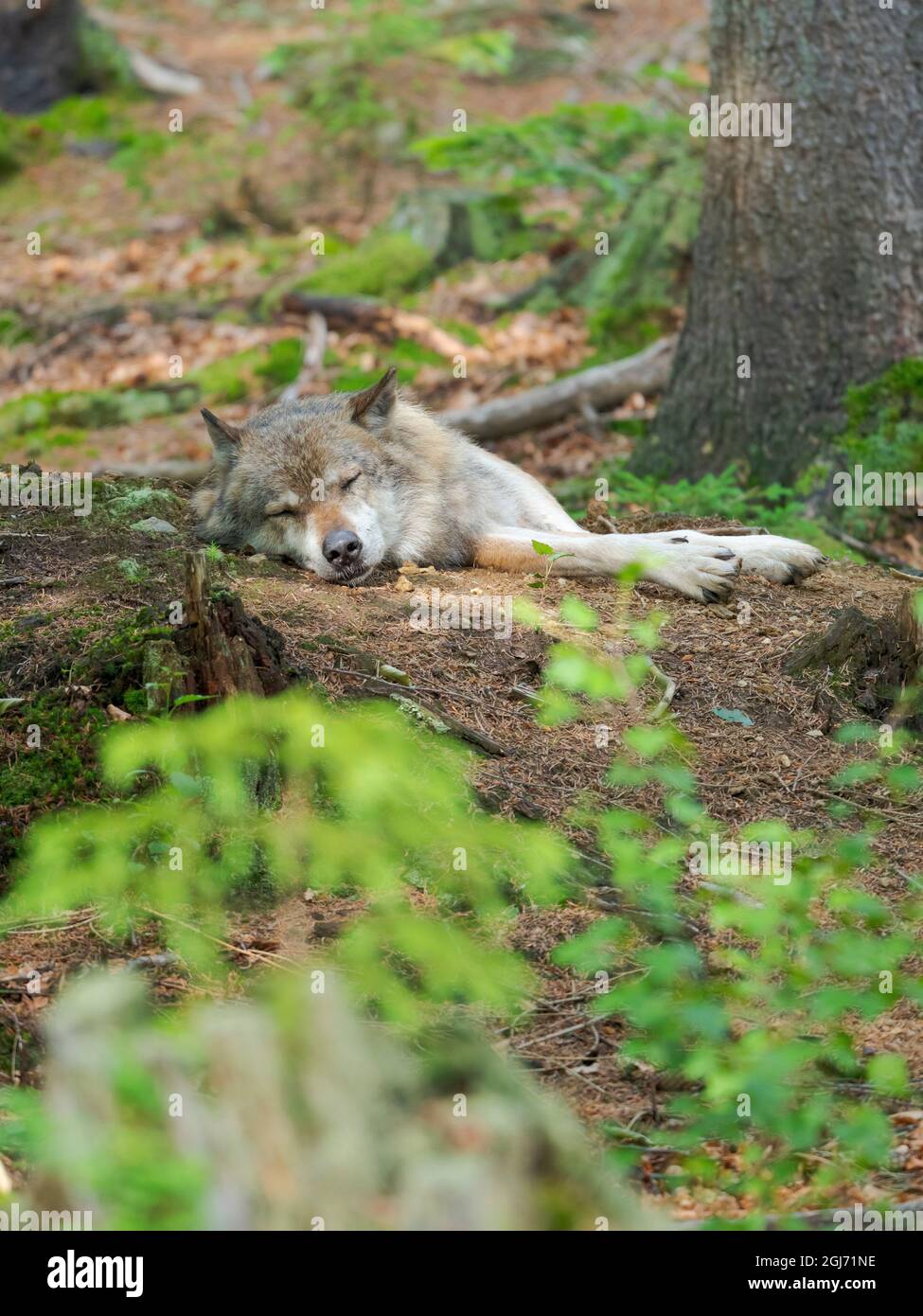 Parc national du Loup eurasien (Canis lupus) Forêt bavaroise, enclos ...