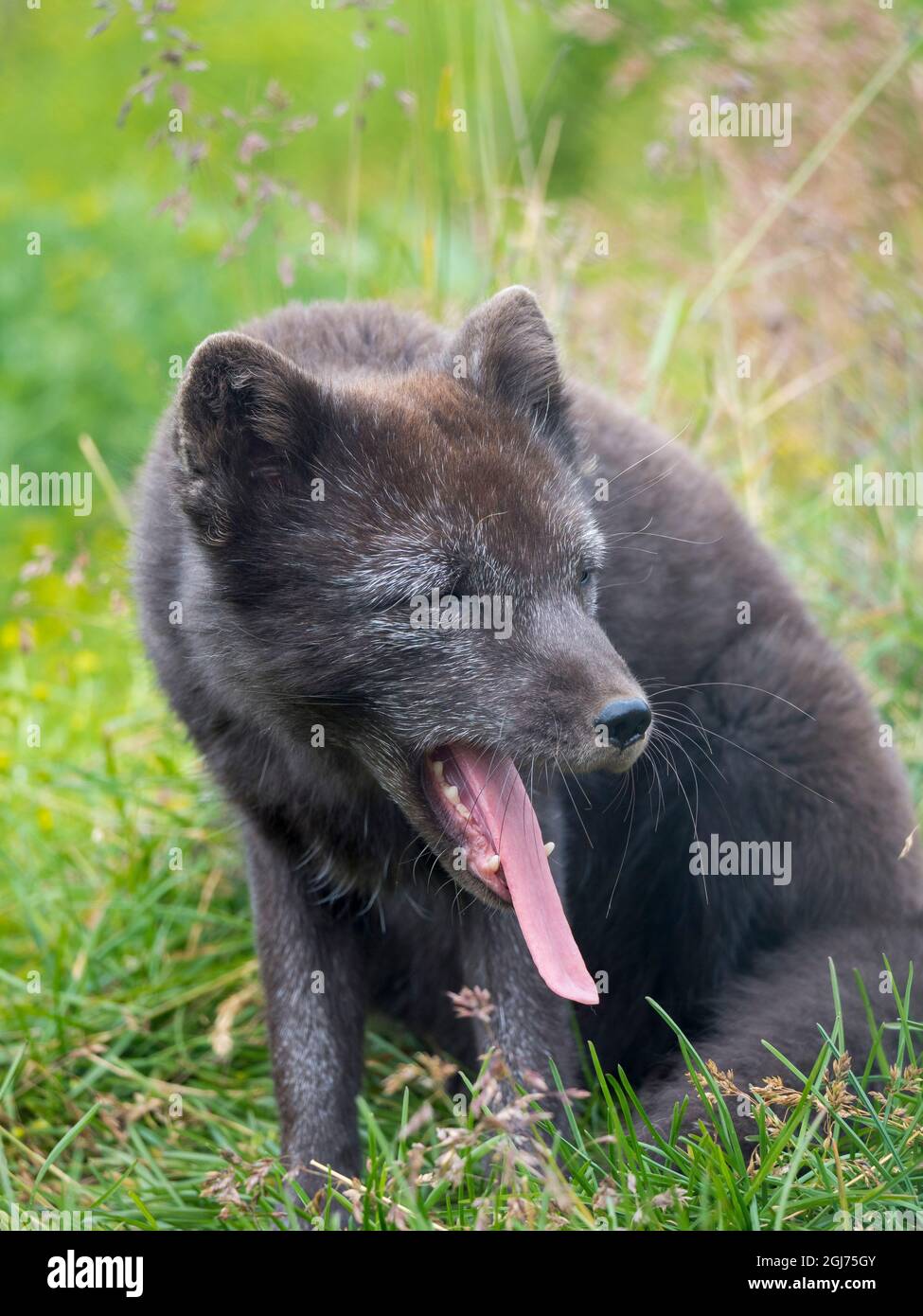 Centre du renard arctique Banque de photographies et d’images à haute ...