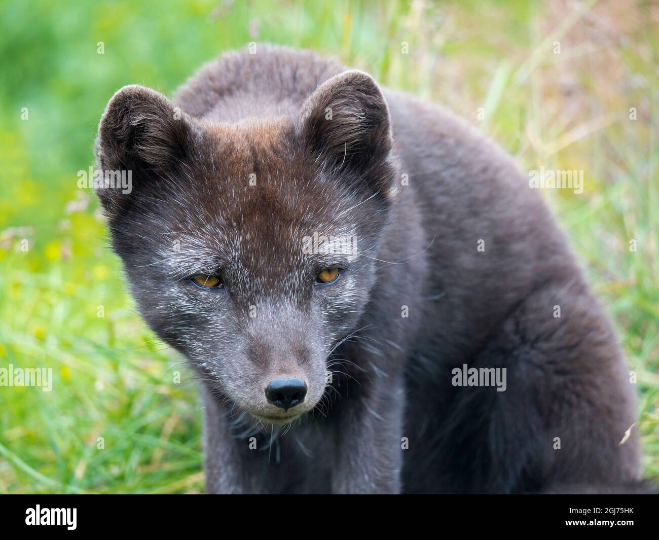 Centre du renard arctique Banque de photographies et d’images à haute ...