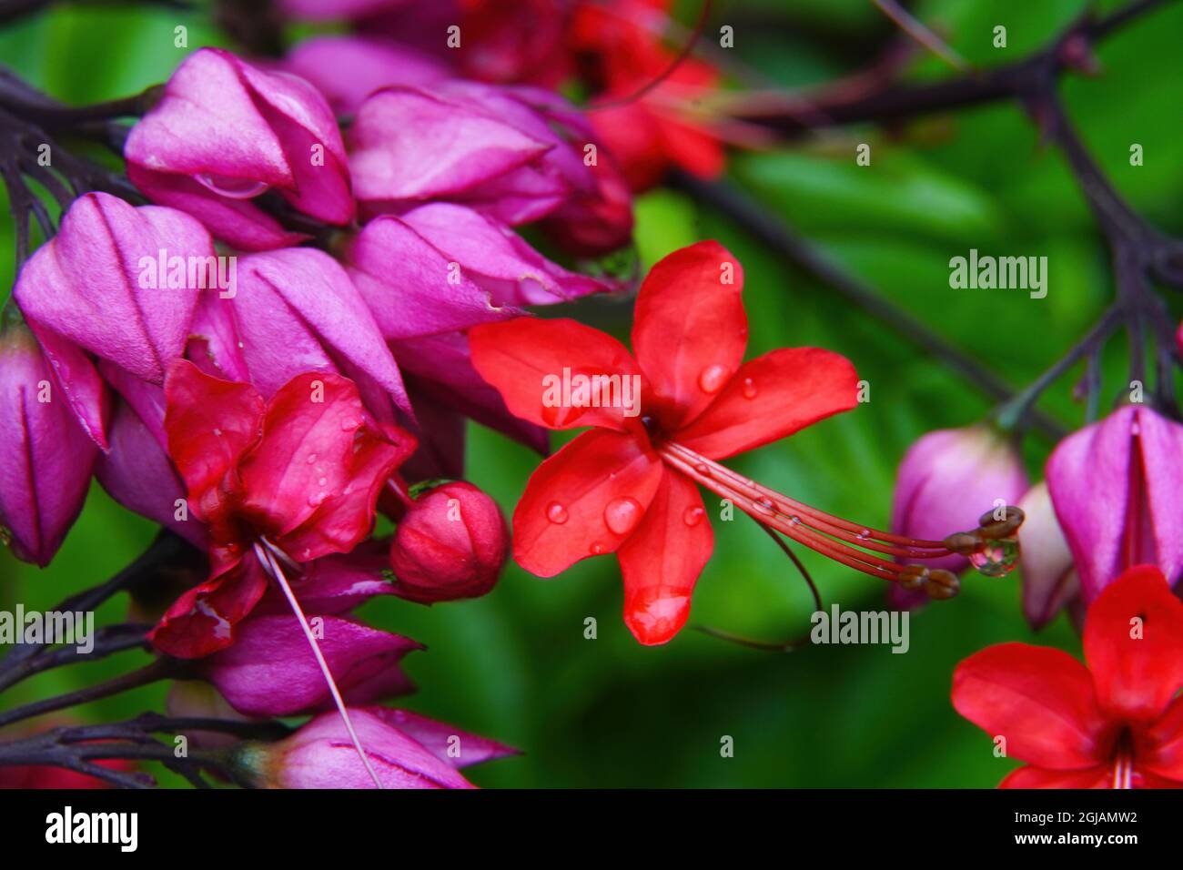 Rangoon creeper Banque de photographies et d’images à haute résolution ...