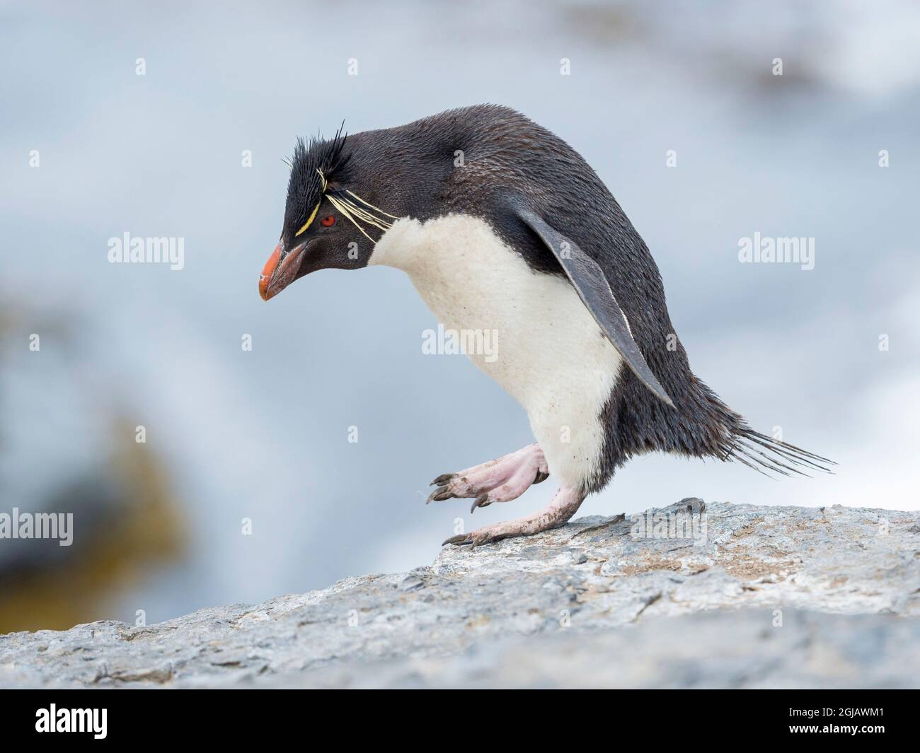 Manchot de Rockhopper grimpant à travers une falaise abrupte et ...