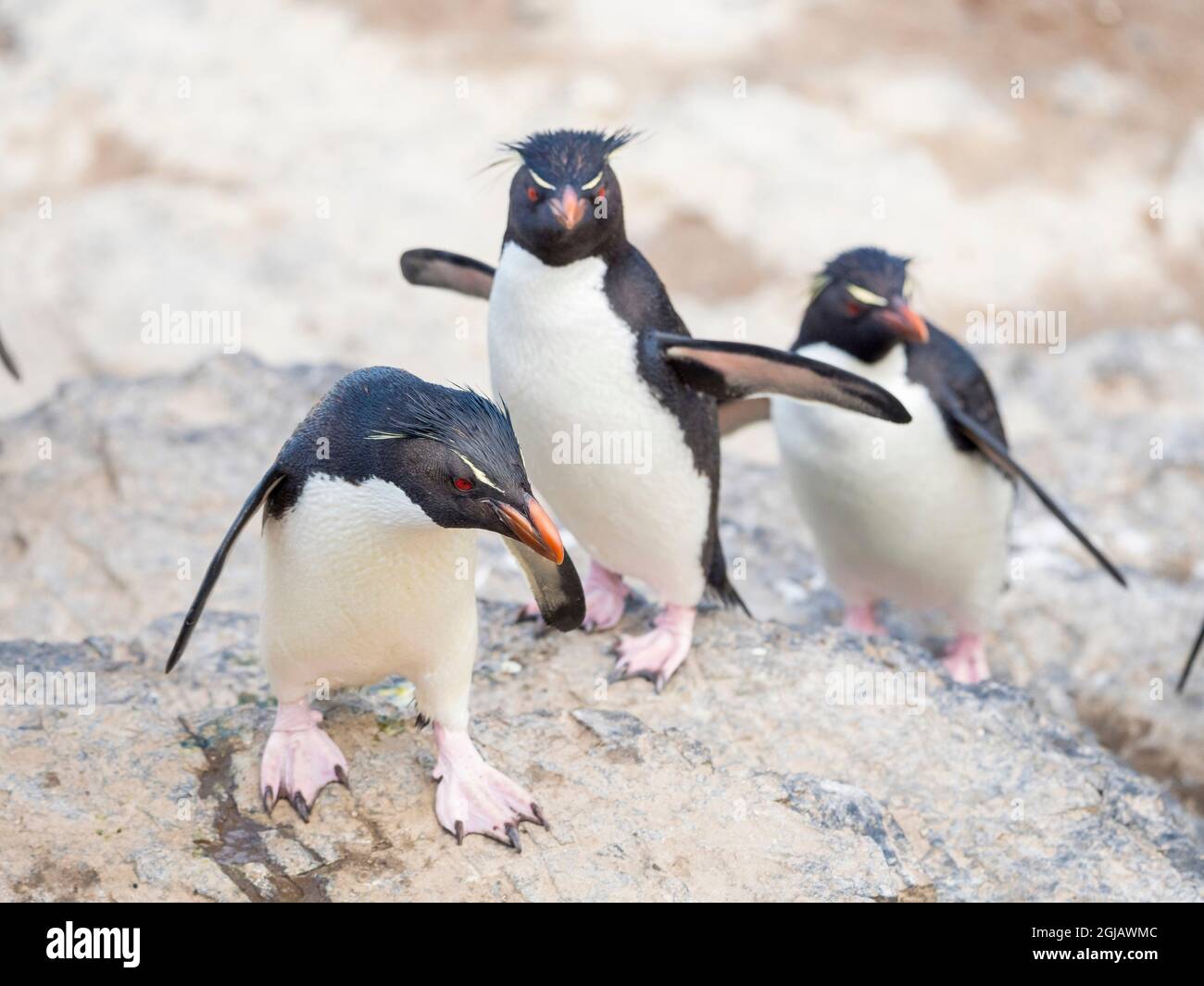 Manchot de Rockhopper grimpant à travers une falaise abrupte et rocheuse, sous-espèce manchot de ...