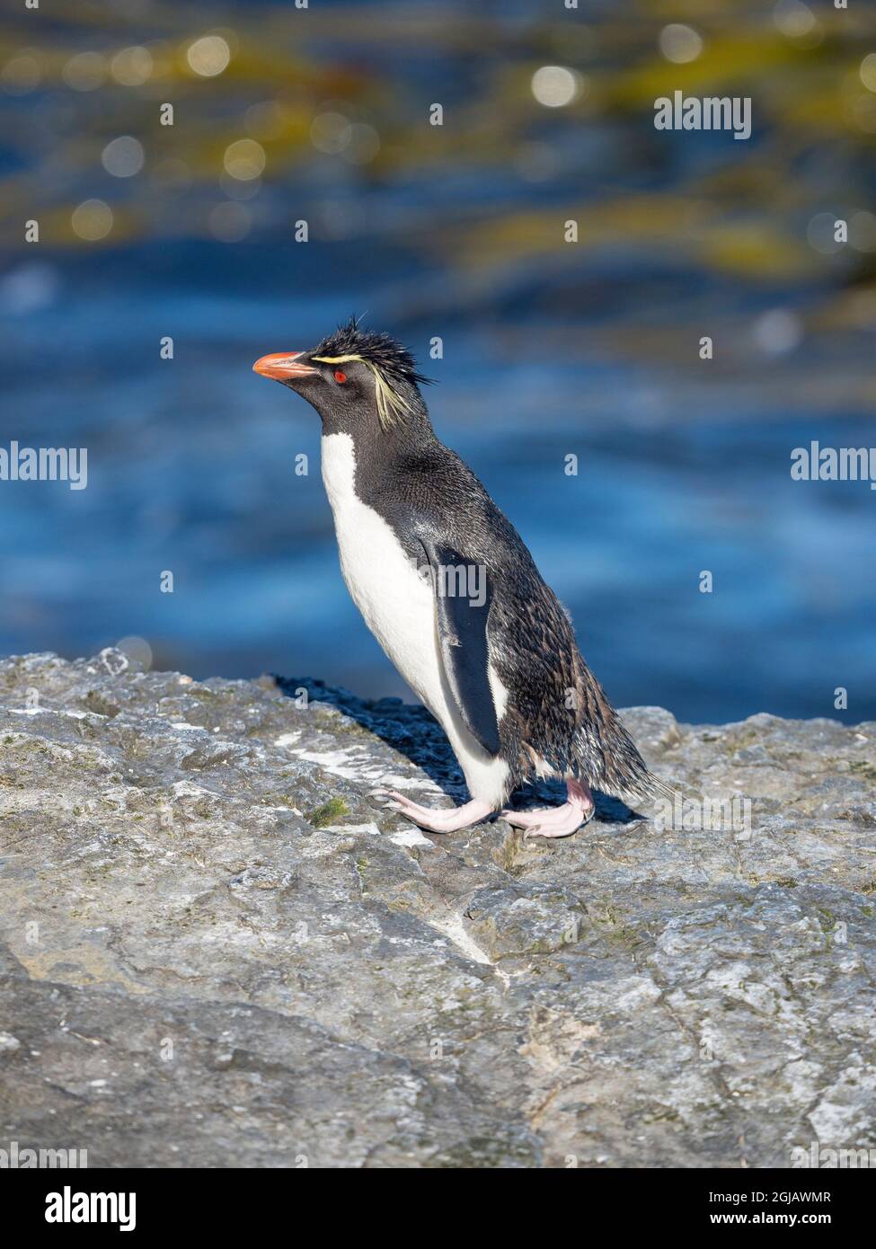 Manchot de Rockhopper grimpant à travers une falaise abrupte et ...