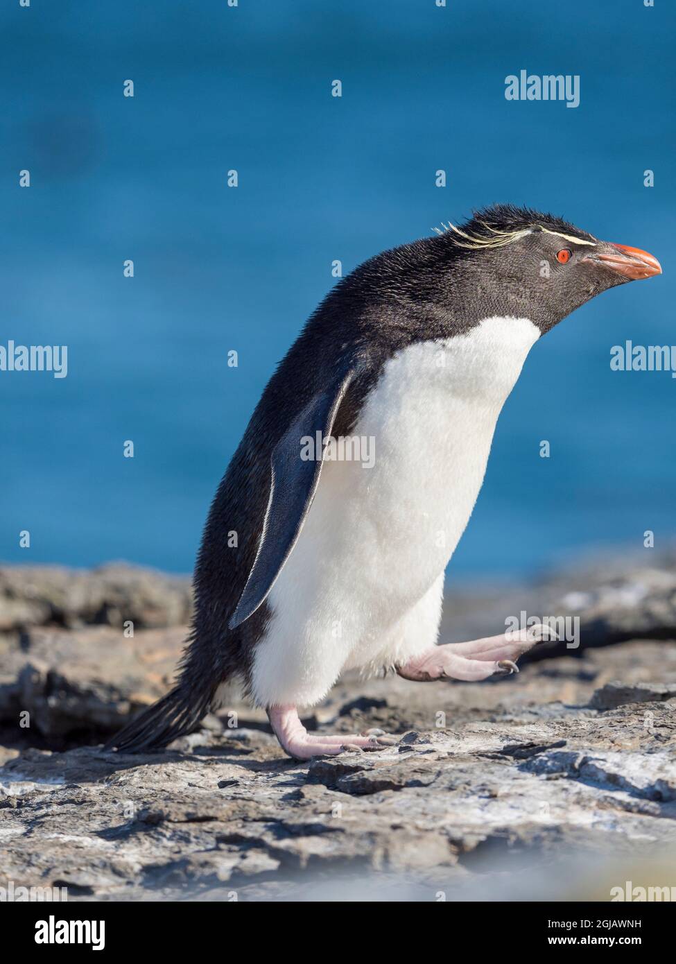 Manchot de Rockhopper grimpant à travers une falaise abrupte et rocheuse, sous-espèce manchot de ...