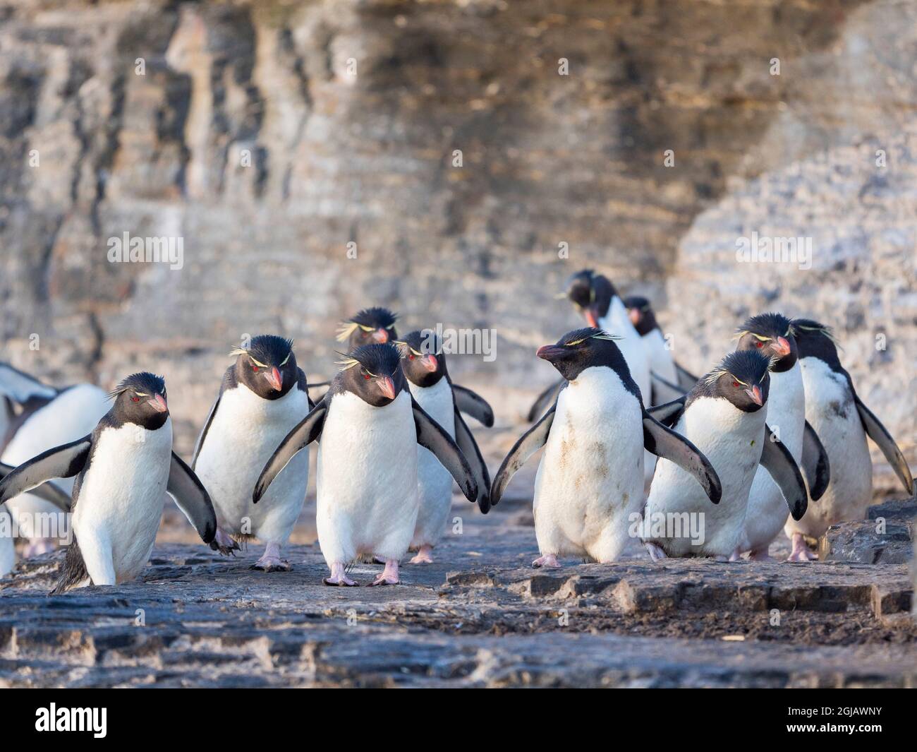 Manchot de Rockhopper grimpant à travers une falaise abrupte et ...
