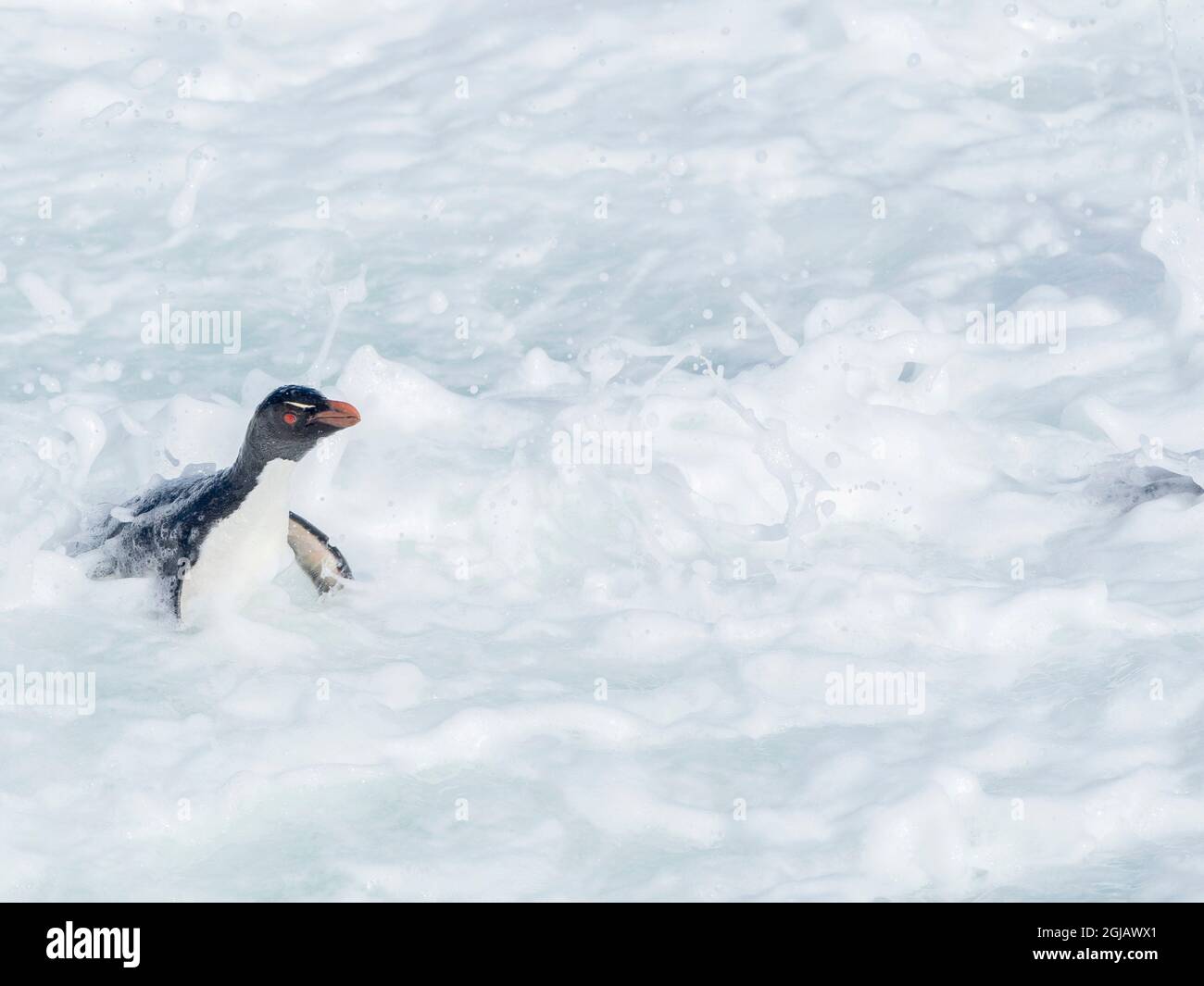 En arrivant à terre sur une falaise abrupte de Bleaker Island. Manchot de Rockhopper, sous ...