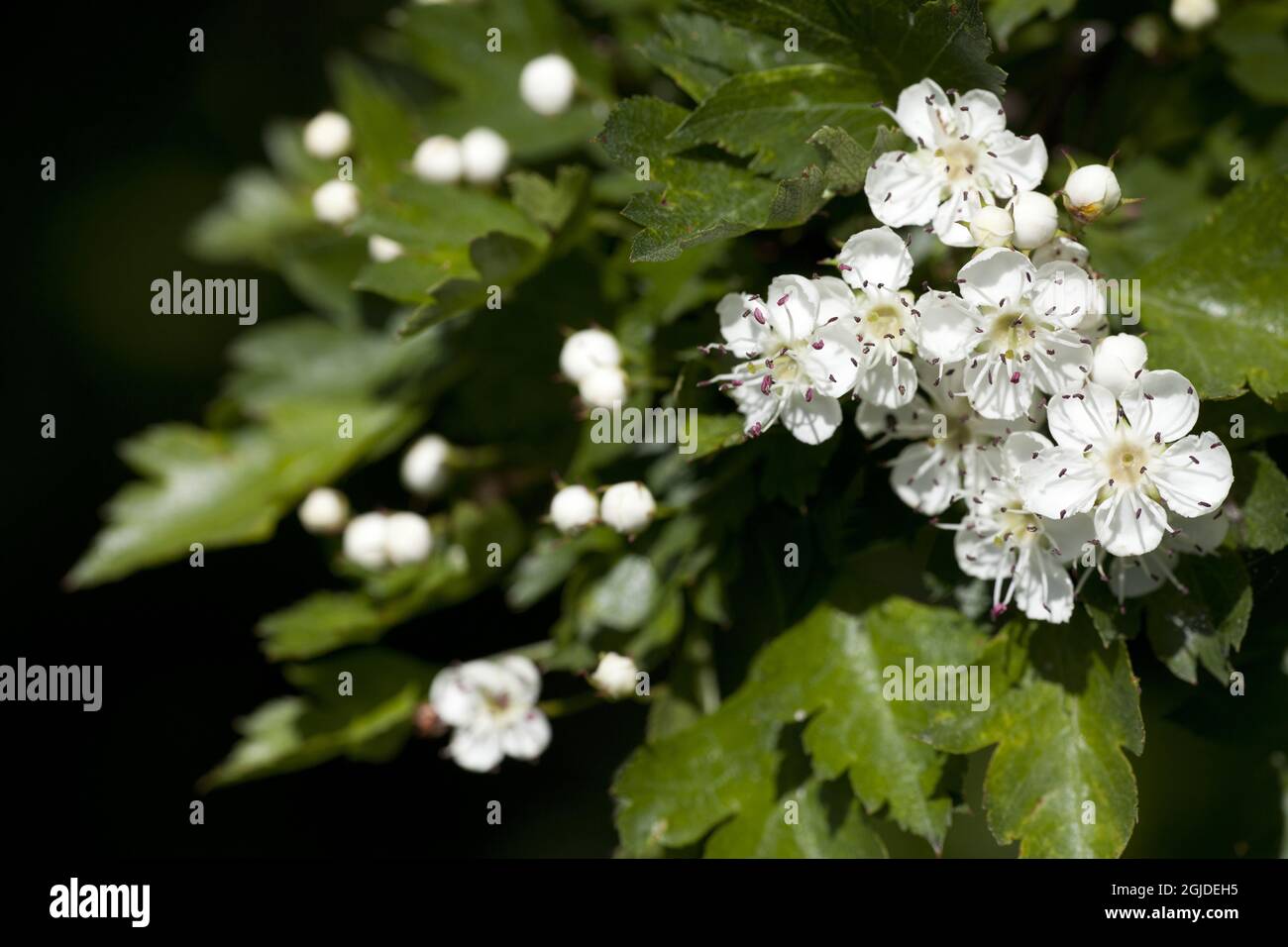 Swedish whitebeam sorbus intermedia Banque de photographies et d’images à haute résolution - Alamy