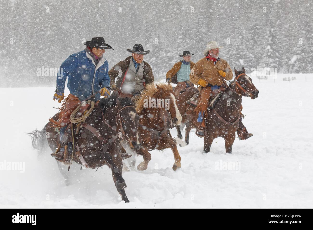 Montana cowboys Banque de photographies et d’images à haute résolution ...