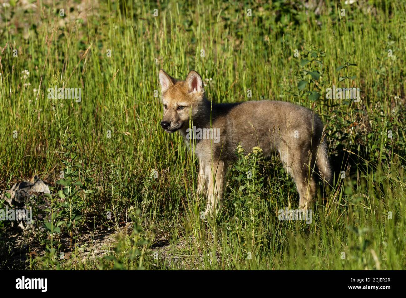 Baby wolf captive not zoo Banque de photographies et d’images à haute ...
