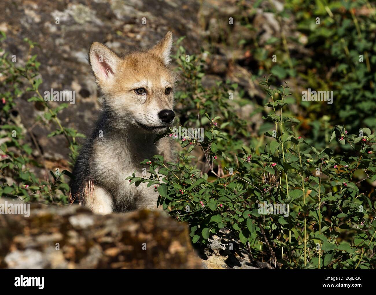 Baby wolf captive not zoo Banque de photographies et d’images à haute ...