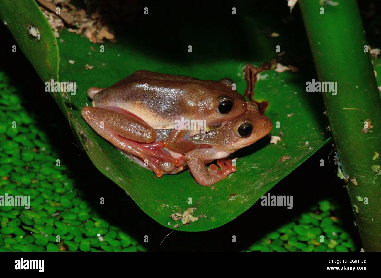 Grenouilles Des Roseaux Banque d'image et photos - Page 2 - Alamy