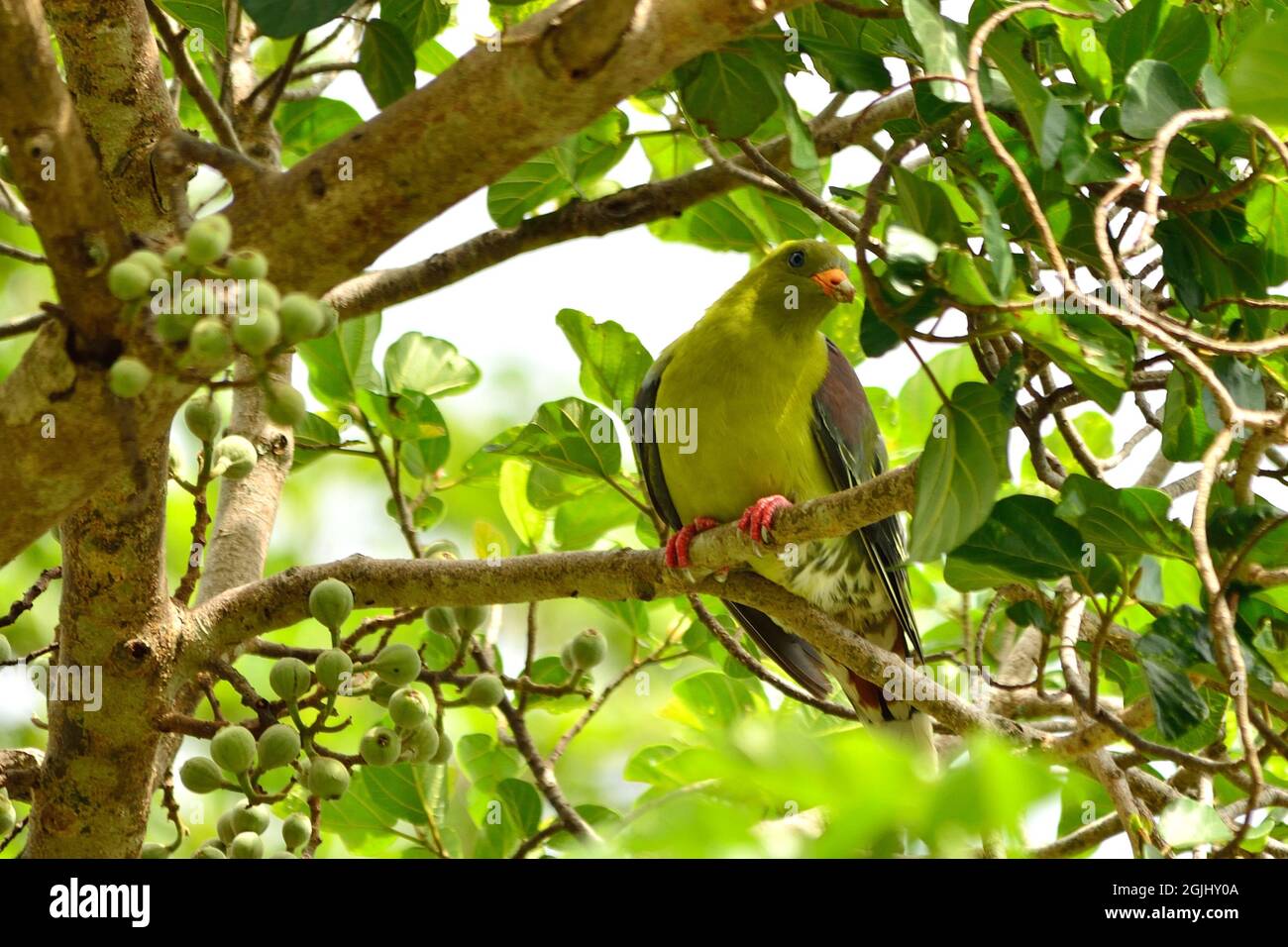 Pigeons verts africains Banque de photographies et d’images à haute ...