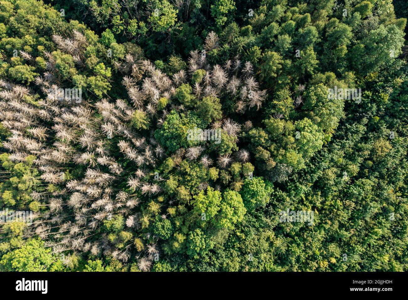 Forêt de thuringe Banque de photographies et d’images à haute ...