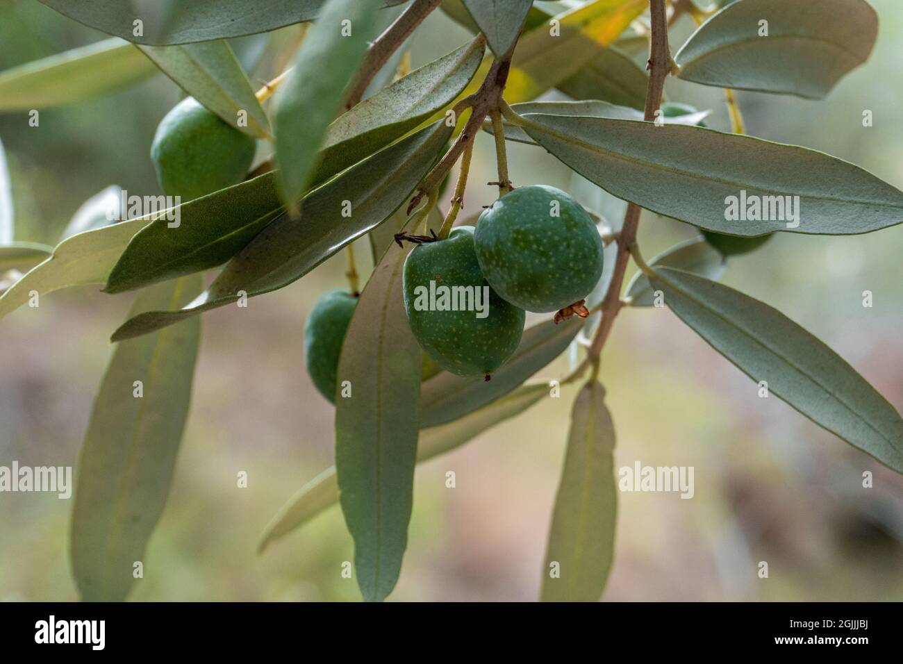 Gros plan d'une branche d'olive verte (Olea europaea) sur un arbre dans ...