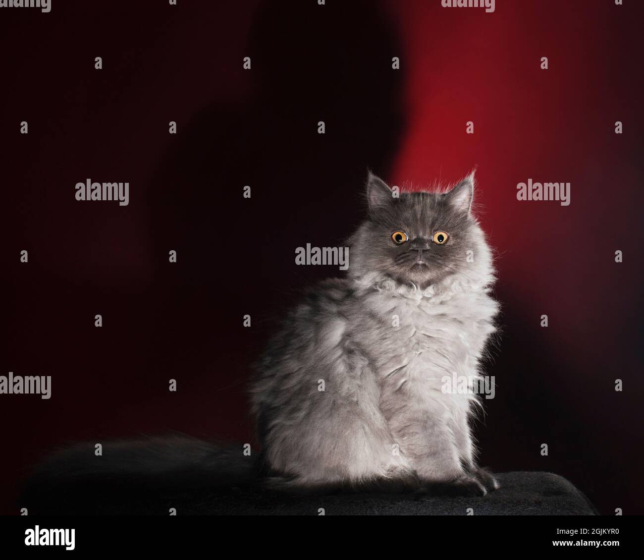 Chat ombre Banque de photographies et d’images à haute résolution - Alamy