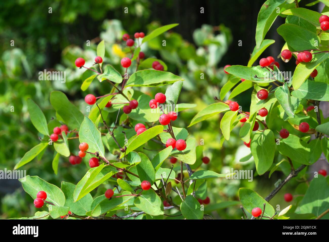 Plante toxique baie rouge Banque de photographies et d’images à haute ...