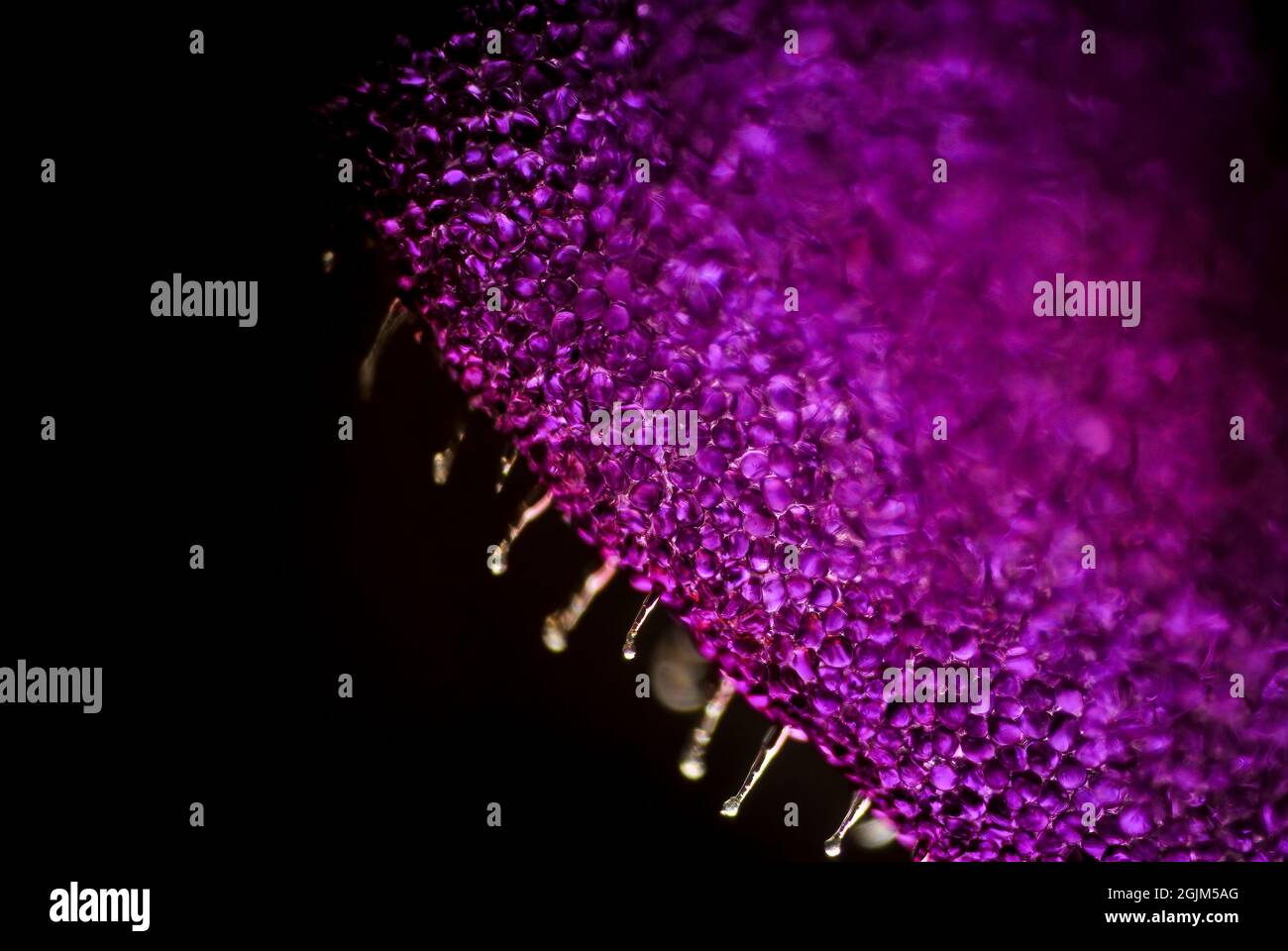 Plant Cell Under Microscope Banque d'image et photos - Alamy
