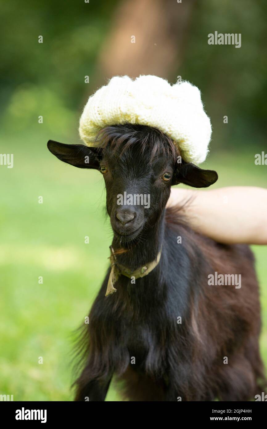 Une chèvre naine drôle avec un capuchon blanc sur sa tête. L'humour ...