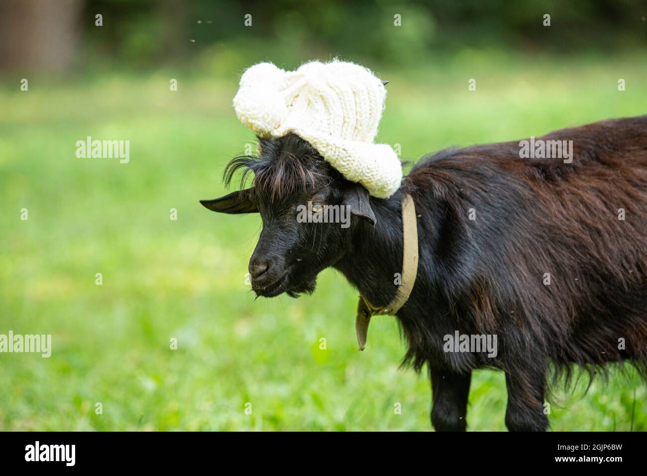 Une chèvre naine drôle avec un capuchon blanc sur sa tête. L'humour ...