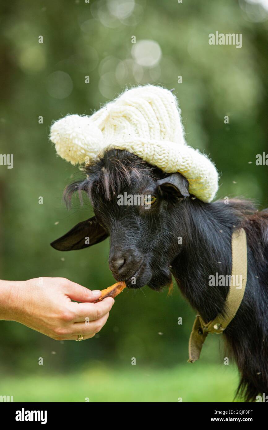 Une chèvre naine drôle avec un capuchon blanc sur sa tête. L'humour ...