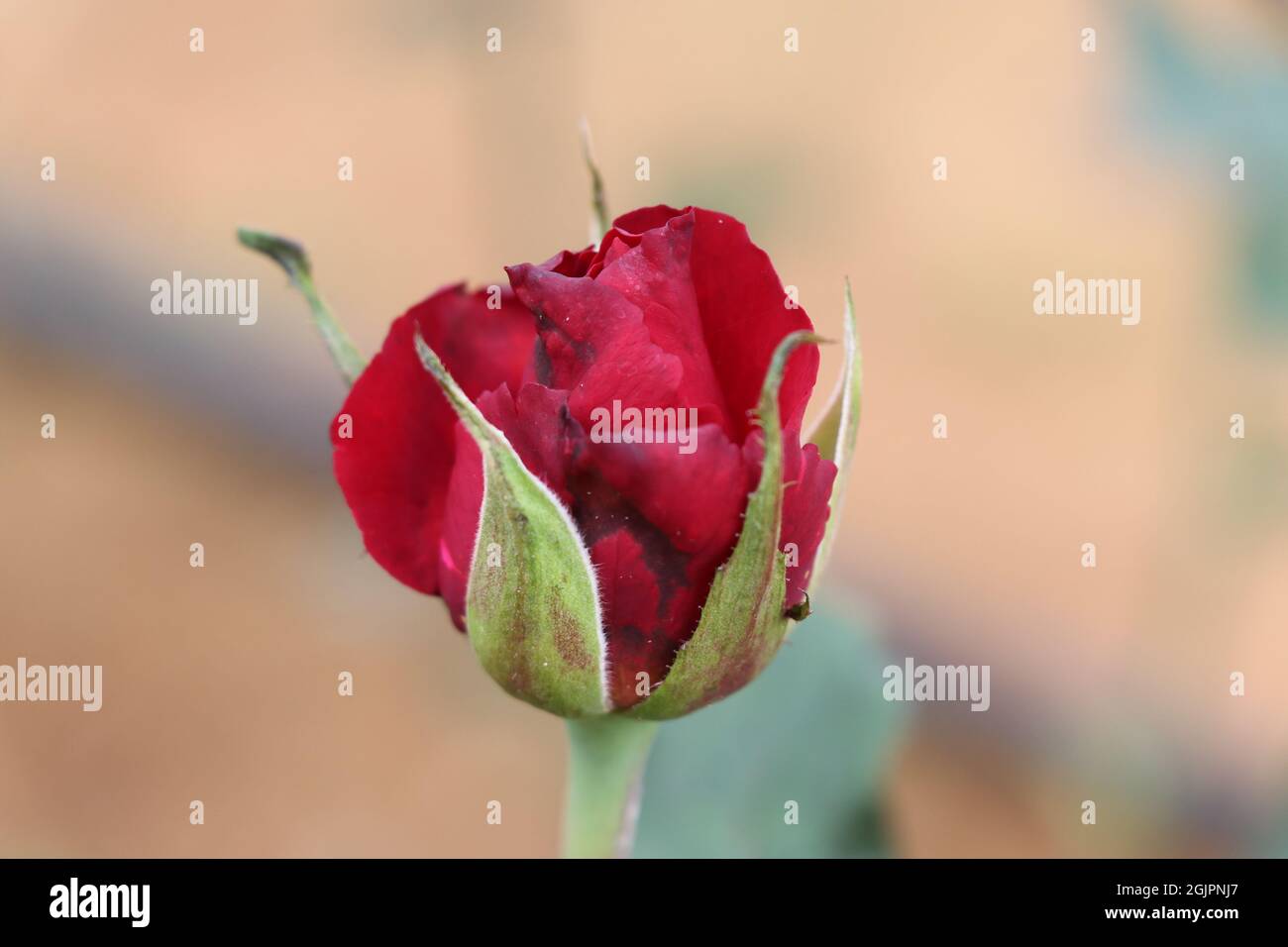 Rose rouge sang Banque de photographies et d’images à haute résolution ...