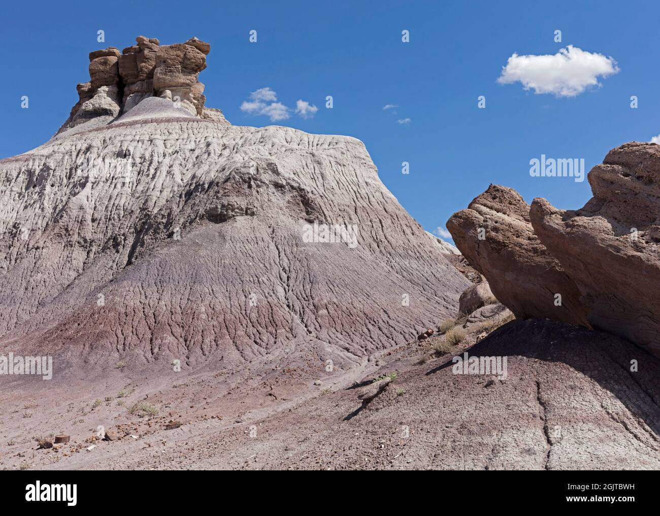 Premier point forestier de la forêt de Jasper, parc national de la ...