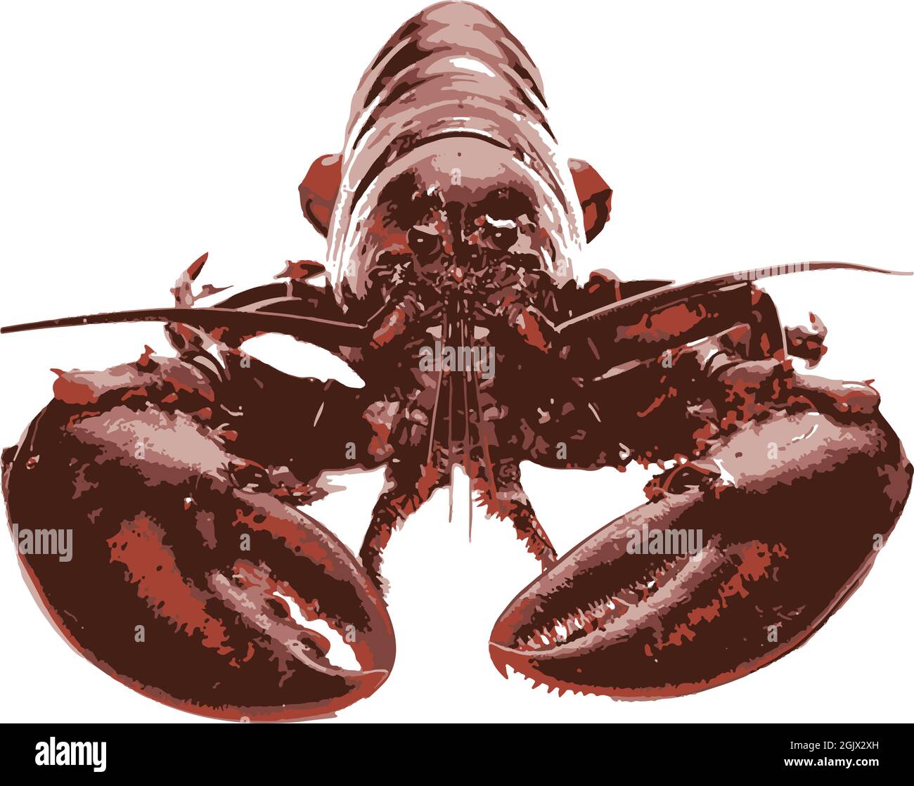 Homard studio Banque d'images vectorielles - Alamy