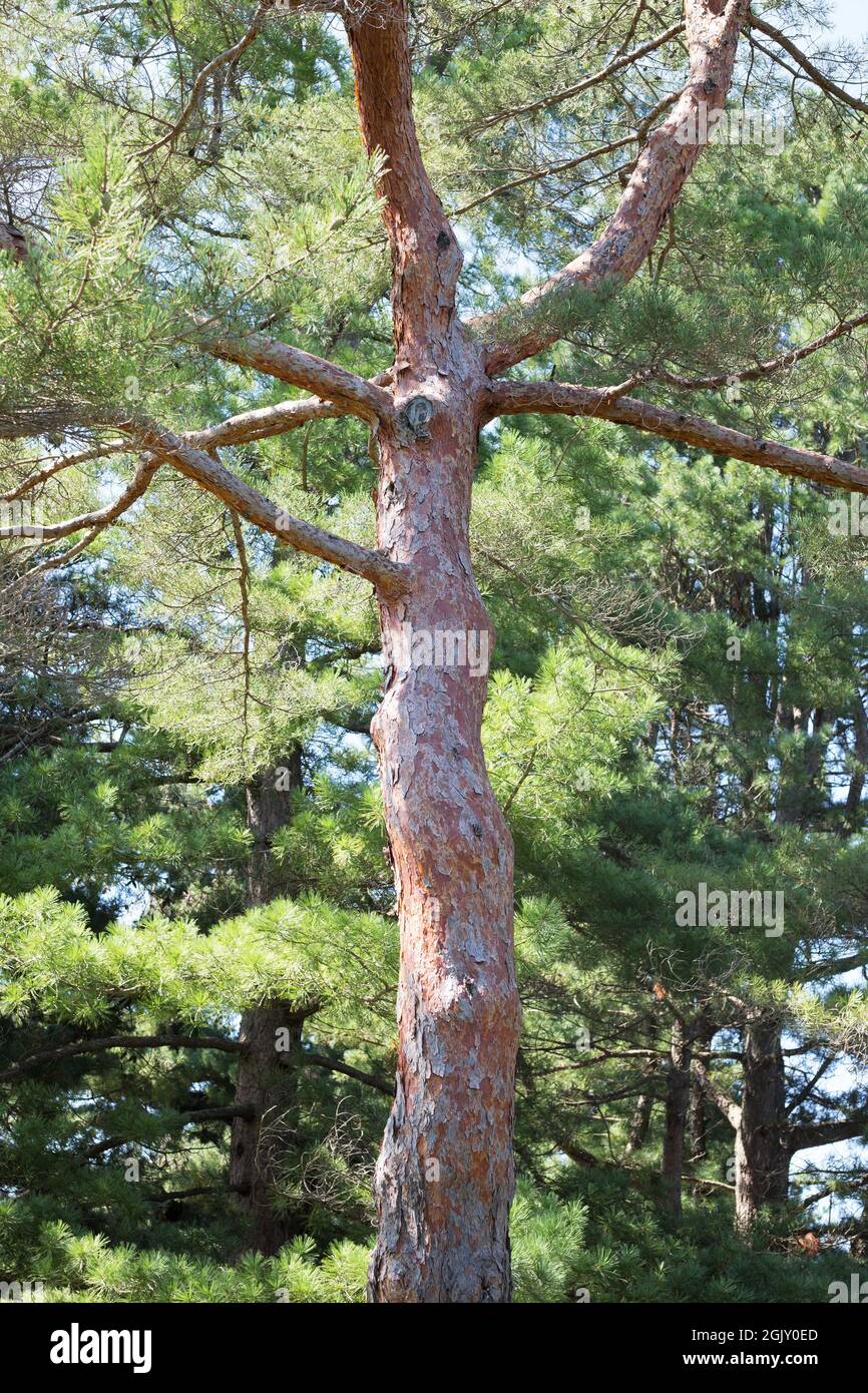 Pin rouge japonais pinus densiflora Banque de photographies et d’images ...