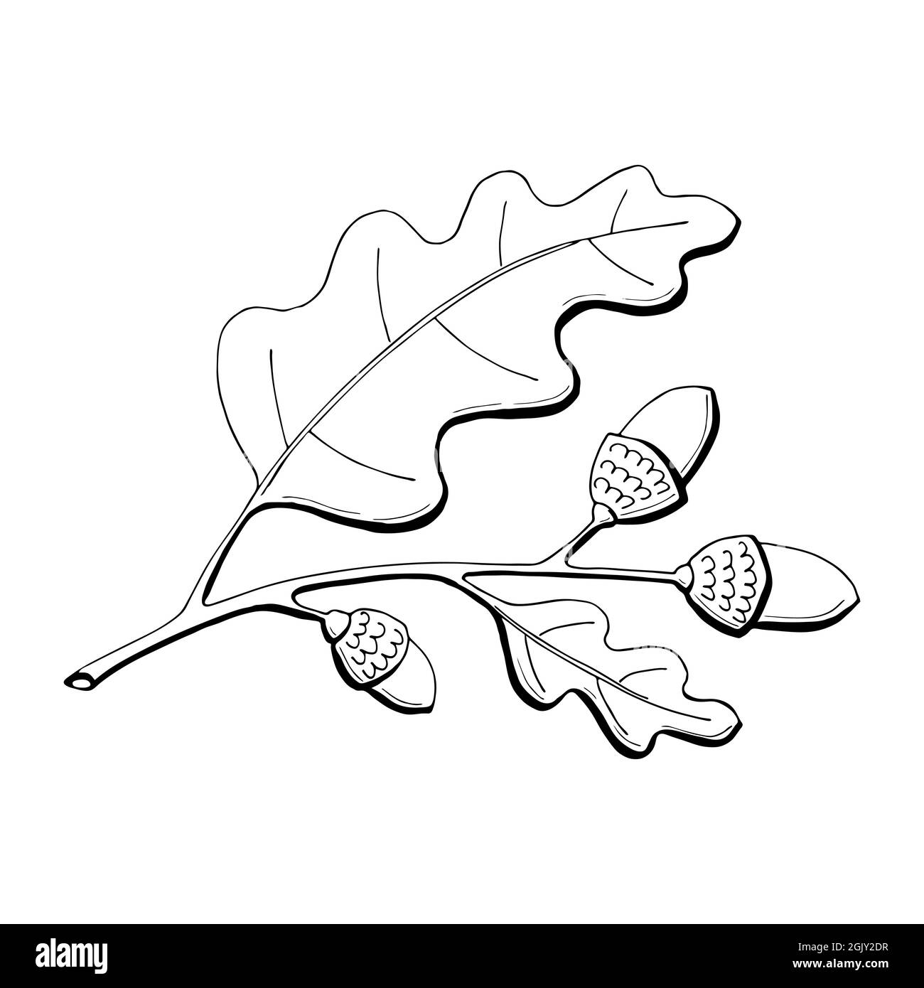 Dessin feuilles de chêne noir Banque d'images noir et blanc - Alamy