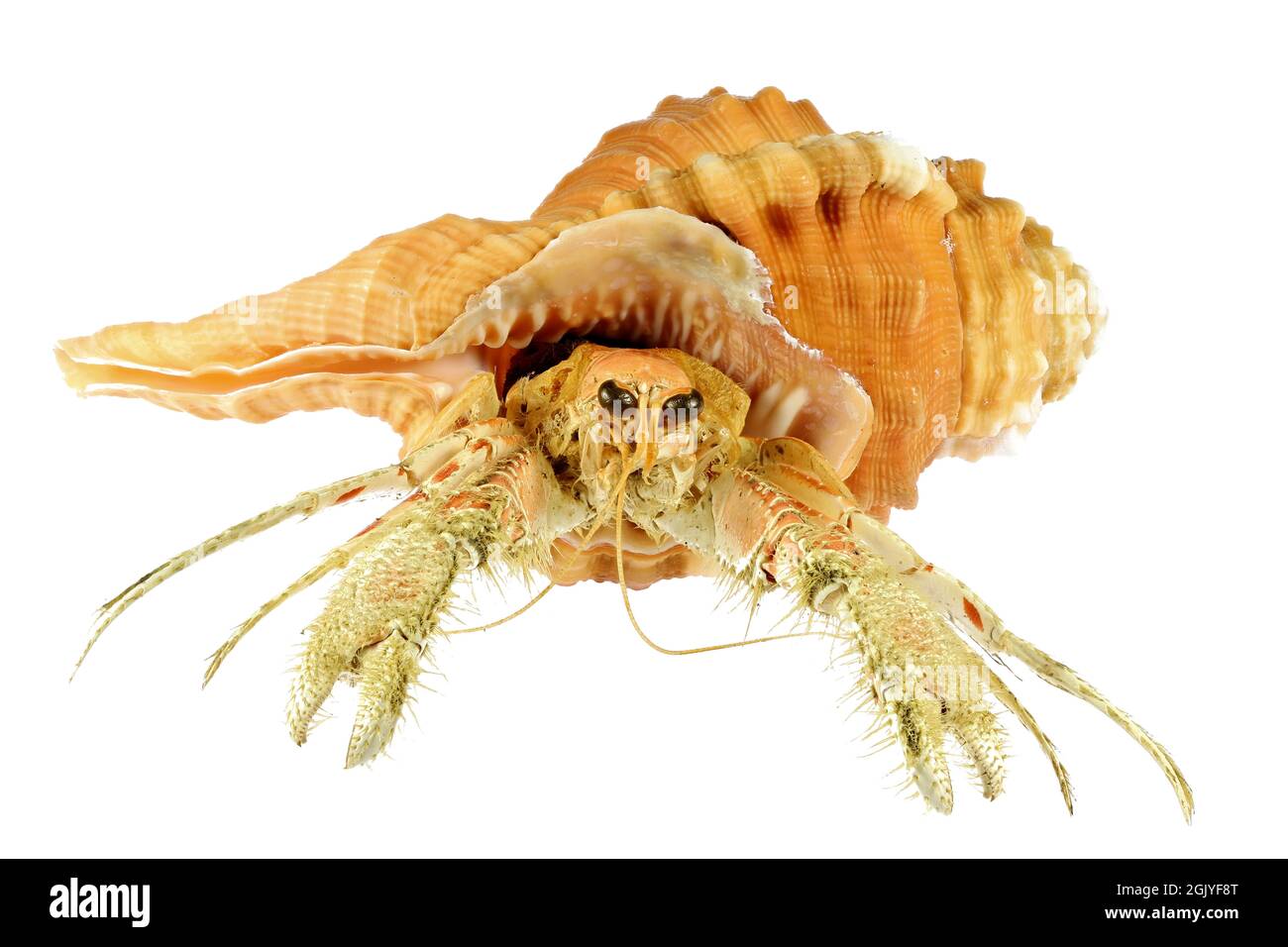 Coquille de bernard l'ermite Banque d'images détourées - Alamy